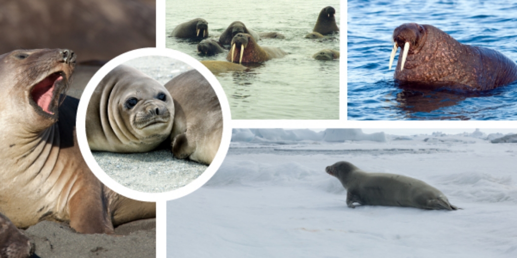 Wildlife photographer's stunning photos of seals around the world are ...